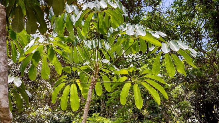 CHIFLERA: Cuidados, descripción, floración y más