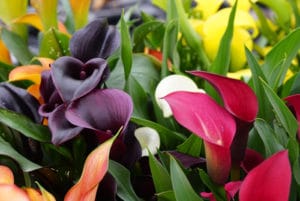 Descubre CÓMO SEMBRAR BULBOS DE CALAS DE COLORES