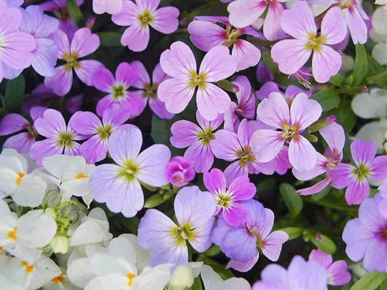 FLOR DE ALELÍ: Origen, características, propiedades y más