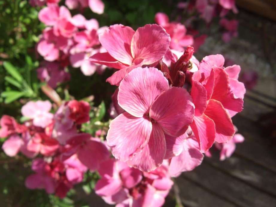 FLOR DE ALELÍ: Origen, características, propiedades y más