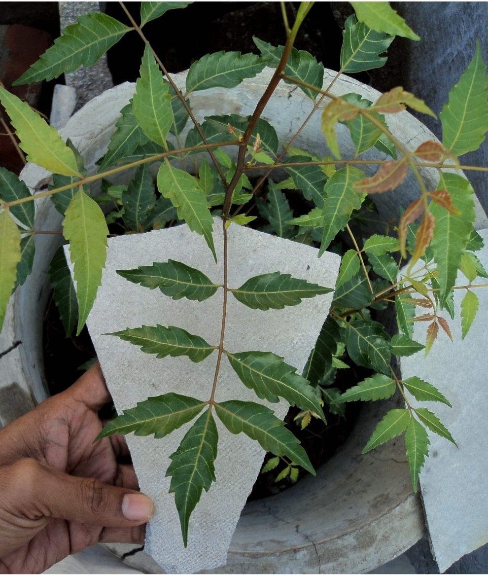 FLOR DE ALELÍ: Origen, características, propiedades y más