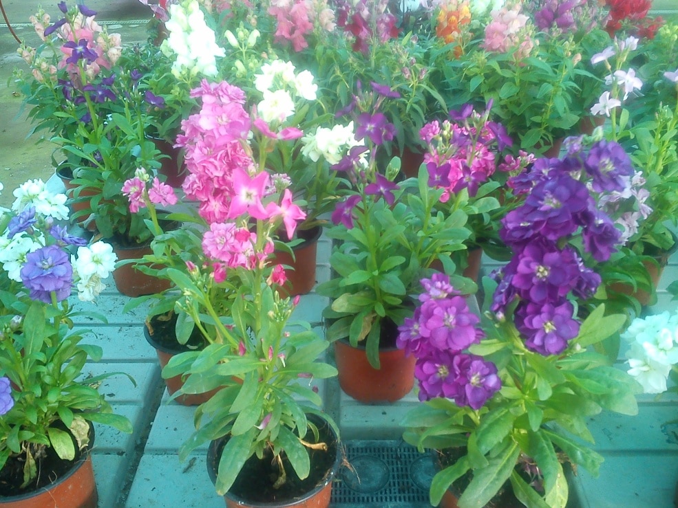 FLOR DE ALELÍ: Origen, características, propiedades y más