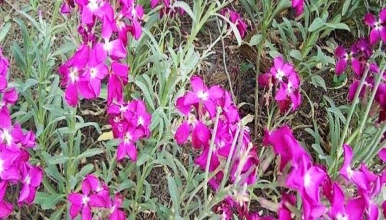 FLOR DE ALELÍ: Origen, características, propiedades y más