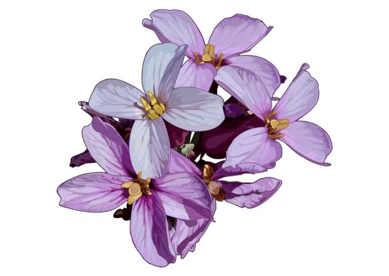 FLOR DE ALELÍ: Origen, características, propiedades y más