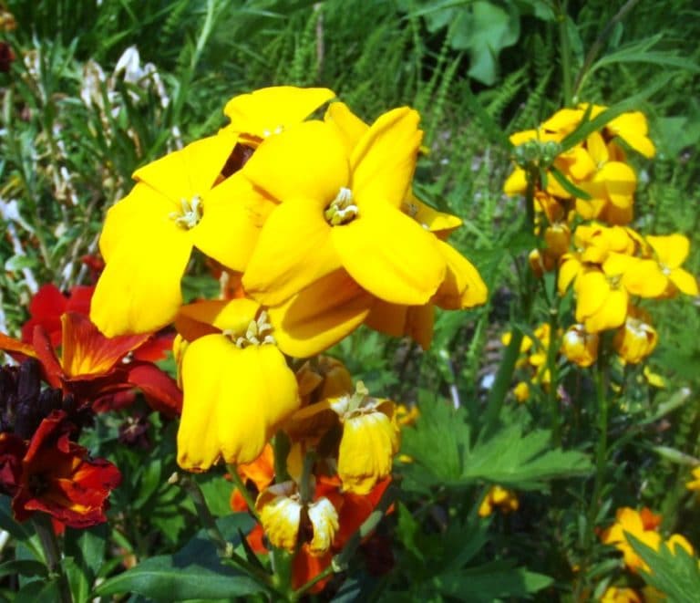 FLOR DE ALELÍ: Origen, características, propiedades y más