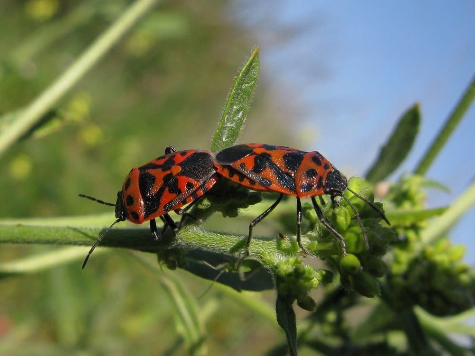 FLOR DE ALELÍ: Origen, características, propiedades y más