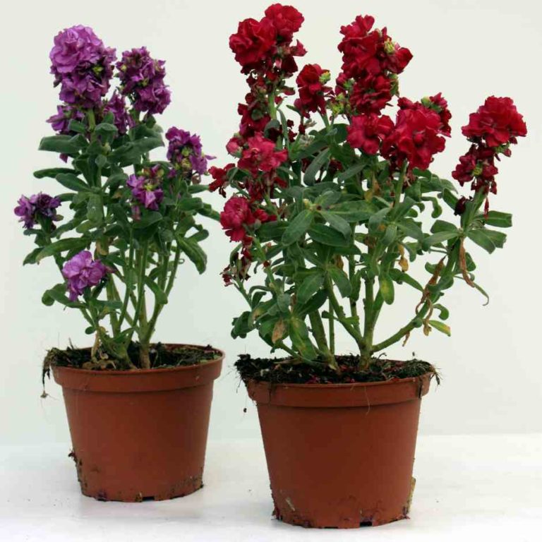 FLOR DE ALELÍ: Origen, características, propiedades y más