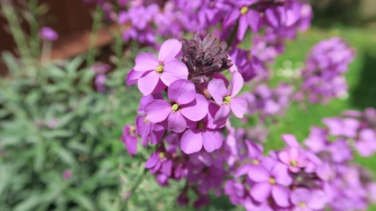 FLOR DE ALELÍ: Origen, características, propiedades y más