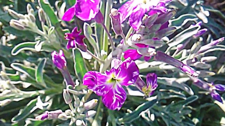 FLOR DE ALELÍ: Origen, características, propiedades y más