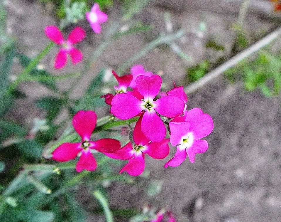 FLOR DE ALELÍ: Origen, características, propiedades y más