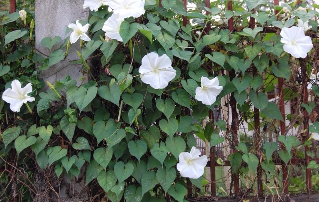 FLOR DE CAMPANILLA: Significado, cuidados, nombre cientifico y más