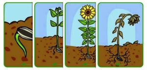 GIRASOL: Historia, descripción, propiedades y más