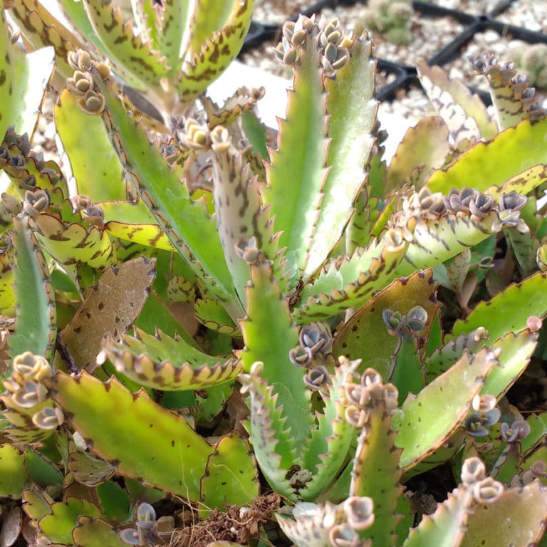 KALANCHOE DAIGREMONTIANA: Origen, como es, tipos y más