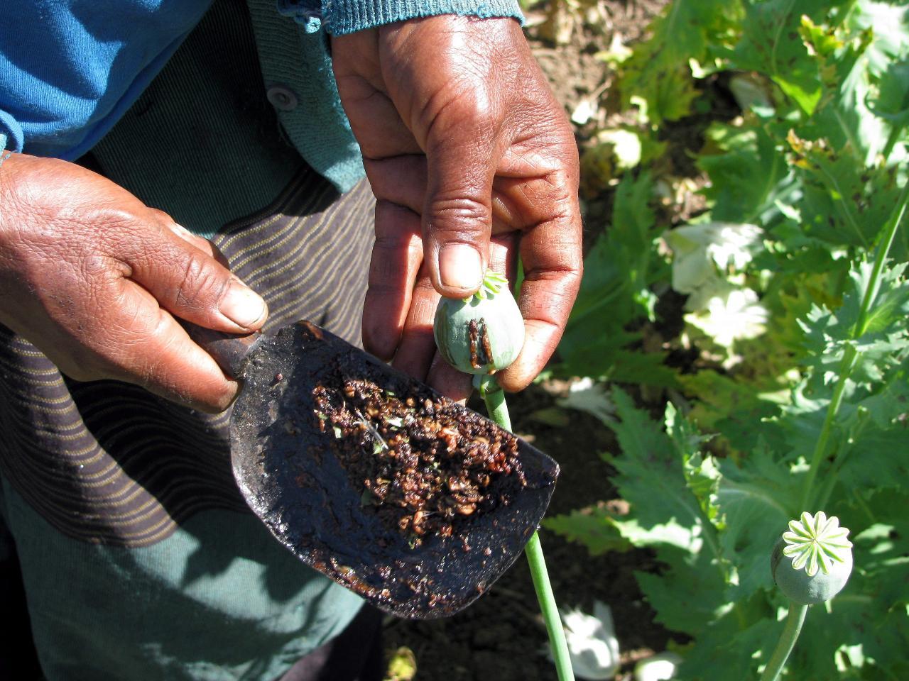 OPIO: Historia, consecuencias, significado, consumo, y más