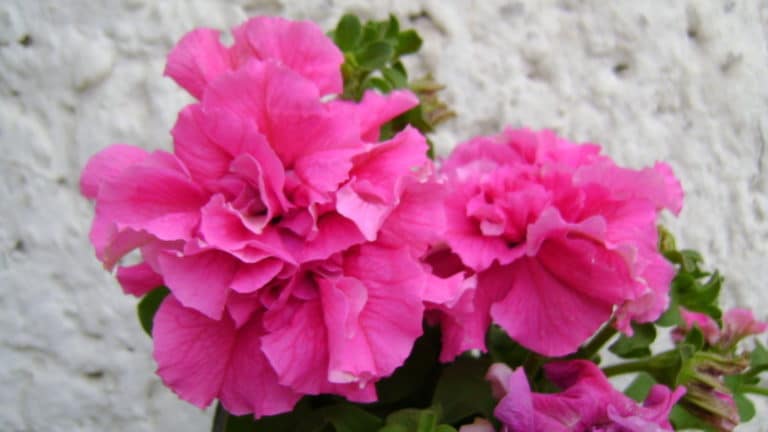 AZALEAS: Reproducción, características, significado y más