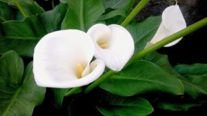 ¿Conoces las CARACTERISTICAS DE LA FLOR ALCATRAZ?