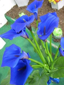 ¿Conoces las CARACTERISTICAS DE LA FLOR ALCATRAZ?