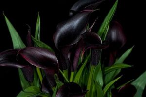 Descubre todo sobre los CUIDADOS DE LA CALA NEGRA