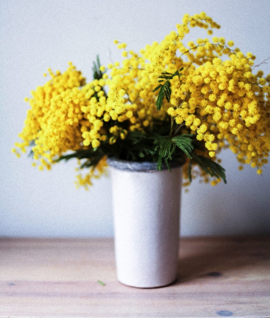 FLOR DE MIMOSA: Cultivo, hábitat, características y más