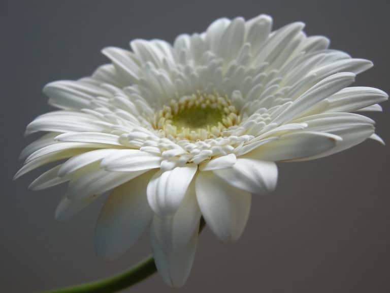 GERBERA: Semilla, Cultivos, Cuidados, Características y más