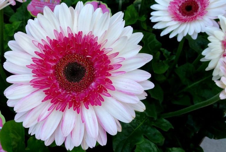 GERBERA: Semilla, Cultivos, Cuidados, Características y más