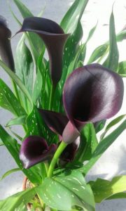 Descubre todo lo que encierra el SIGNIFICADO DE LAS CALAS NEGRAS