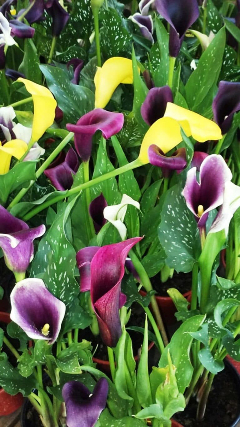 CUIDADOS BÁSICOS DE LOS CARTUCHOS DE FLORES DE COLORES