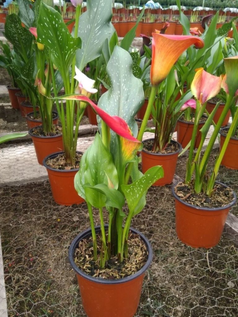 CUIDADOS BÁSICOS DE LOS CARTUCHOS DE FLORES DE COLORES