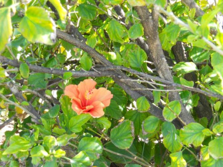 HIBISCUS ROSA SINENSIS: Reproducción, cultivo, cuidados y más