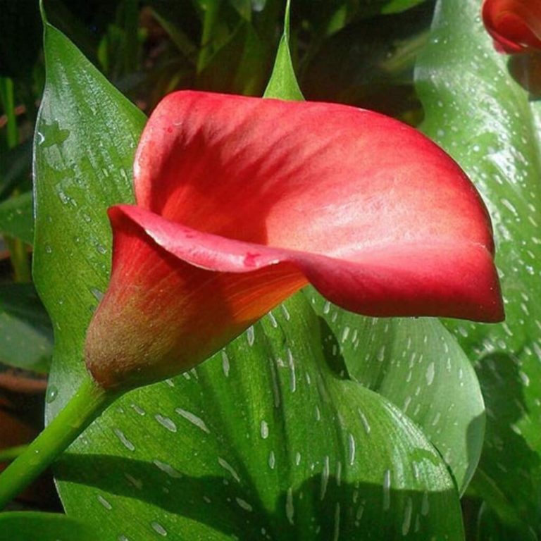 Entérate los PRINCIPALES CUIDADOS DE LA CALA DE FLORES ROJAS