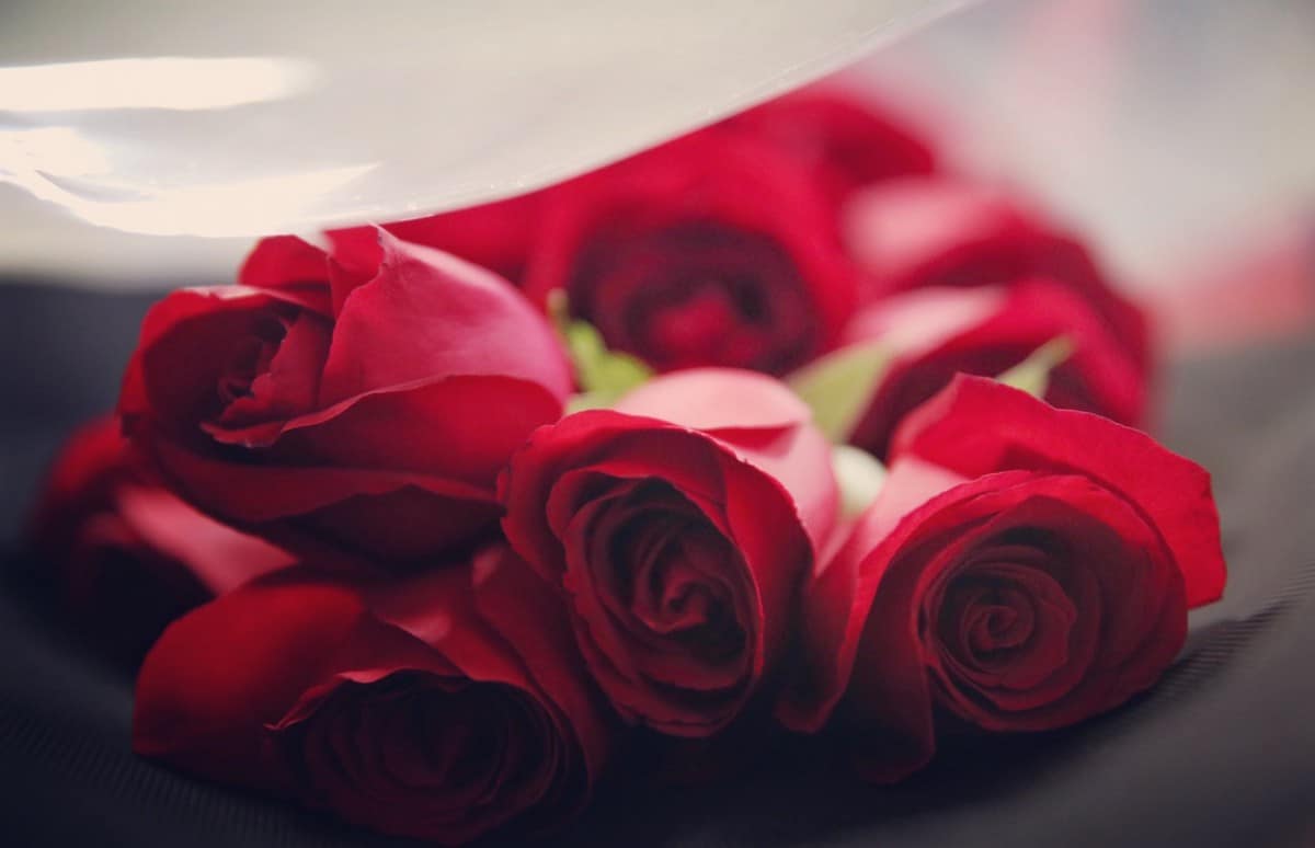 Descubre todo sobre los diferentes TIPOS DE ROSAS, aquí