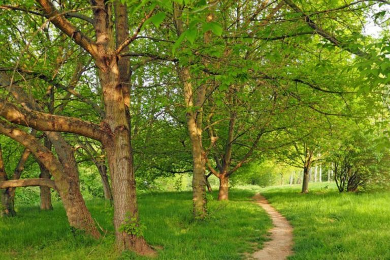 ÁRBOL FRESNO: CARACTERÍSTICAS, PROPIEDADES, Y CULTIVO