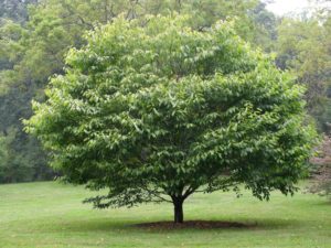 ¿CONOCES EL ÁRBOL ARCE? APRENDE TODO SOBRE ÉL, AQUÍ