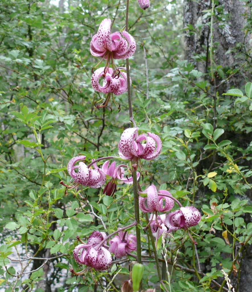 AZUCENA: CARACTERÍSTICAS, SIGNIFICADO, CUIDADOS, Y MÁS