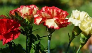 CLAVEL: CARACTERÍSTICAS, SIGNIFICADO, CULTIVO Y CUIDADOS