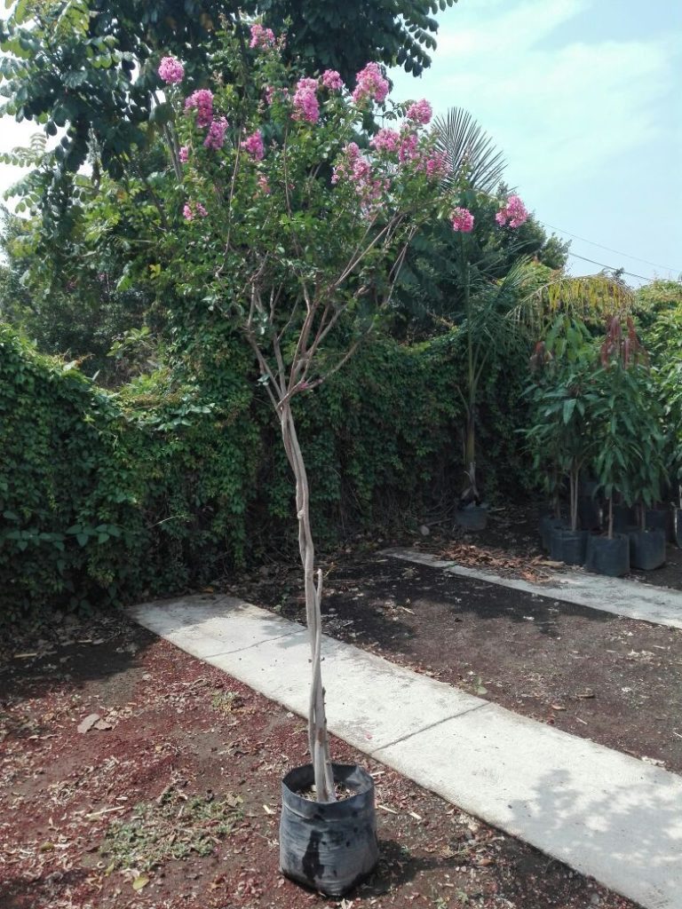 ¿CONOCES EL CRESPÓN? APRENDE TODO SOBRE ÉL, AQUÍ