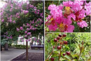 ¿CONOCES EL CRESPÓN? APRENDE TODO SOBRE ÉL, AQUÍ