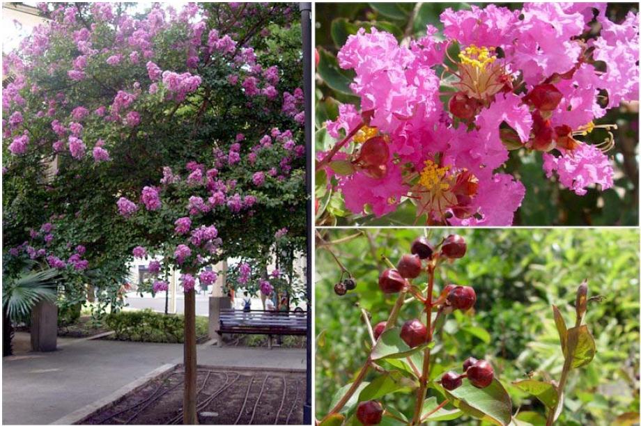 ¿CONOCES EL CRESPÓN? APRENDE TODO SOBRE ÉL, AQUÍ