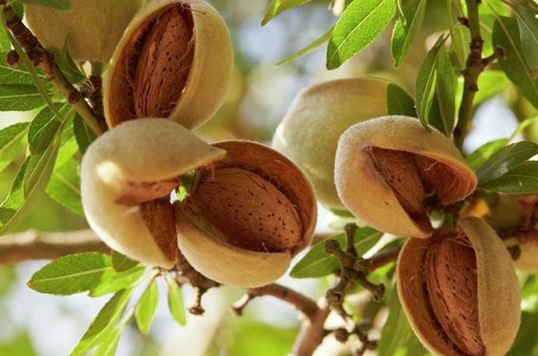 FLOR ALMENDRO, APRENDE SU SIGNIFICADO Y MÁS