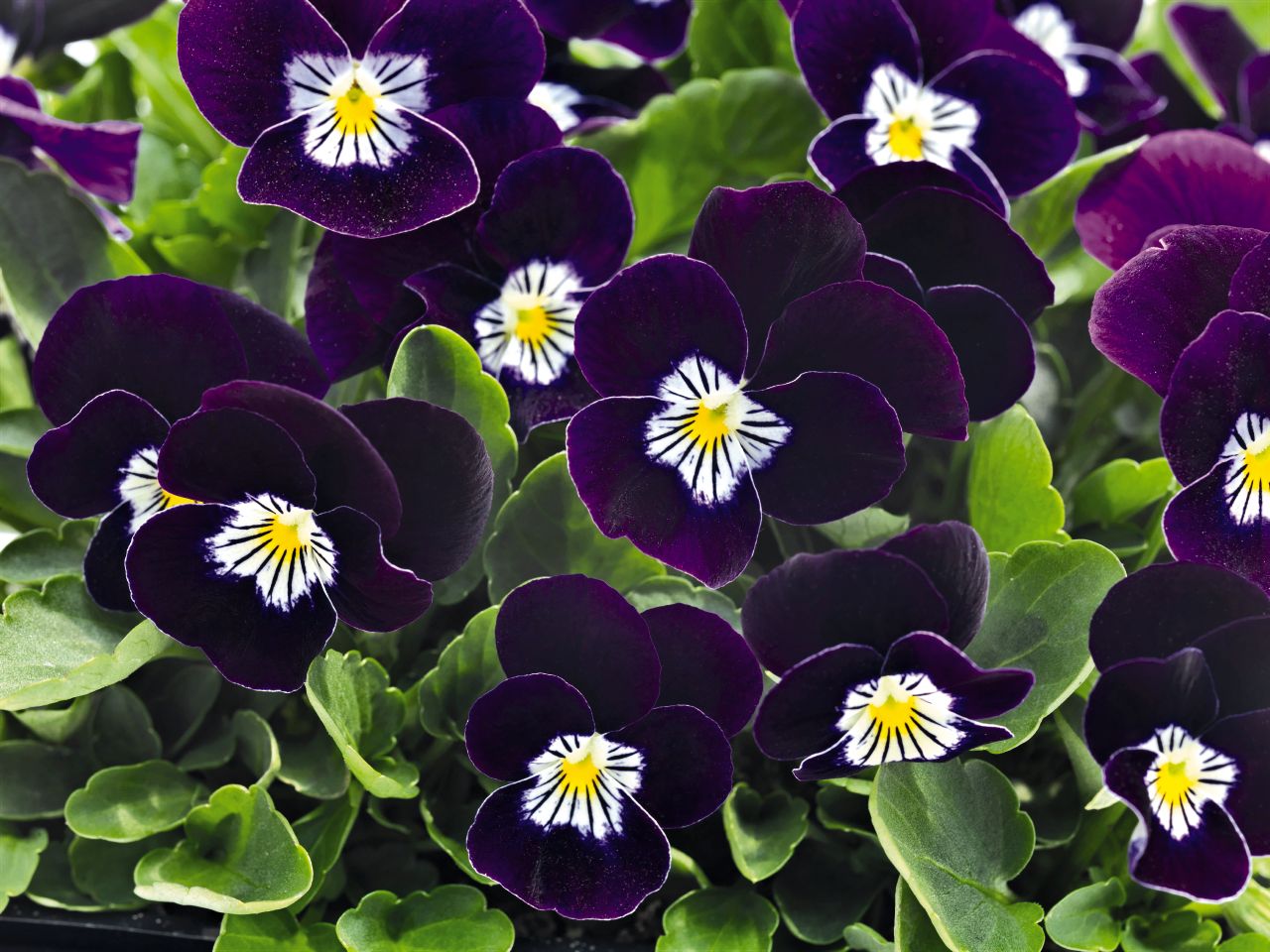 CARACTERÍSTICAS Y SIGNIFICADO DE LA HERMOSA FLOR VIOLETA