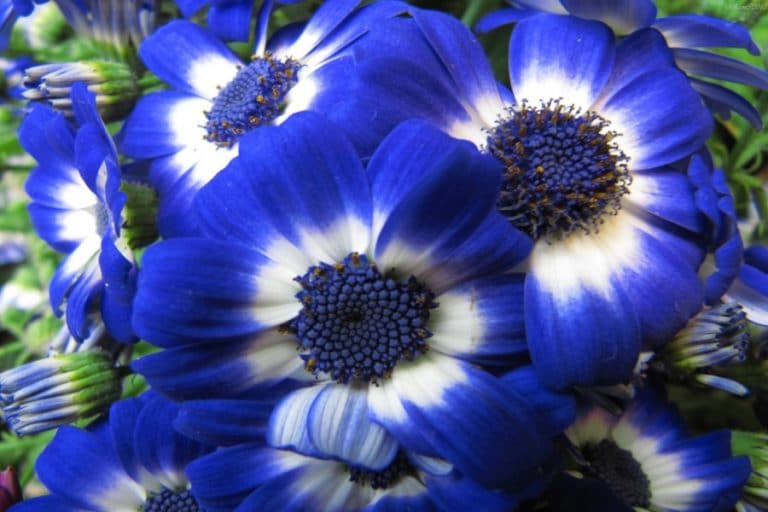 CONOCE EL SIGNIFICADO DE LAS FLORES AZULES DE TU JARDÍN