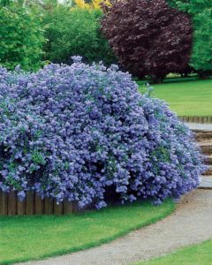 CONOCE EL SIGNIFICADO DE LAS FLORES AZULES DE TU JARDÍN