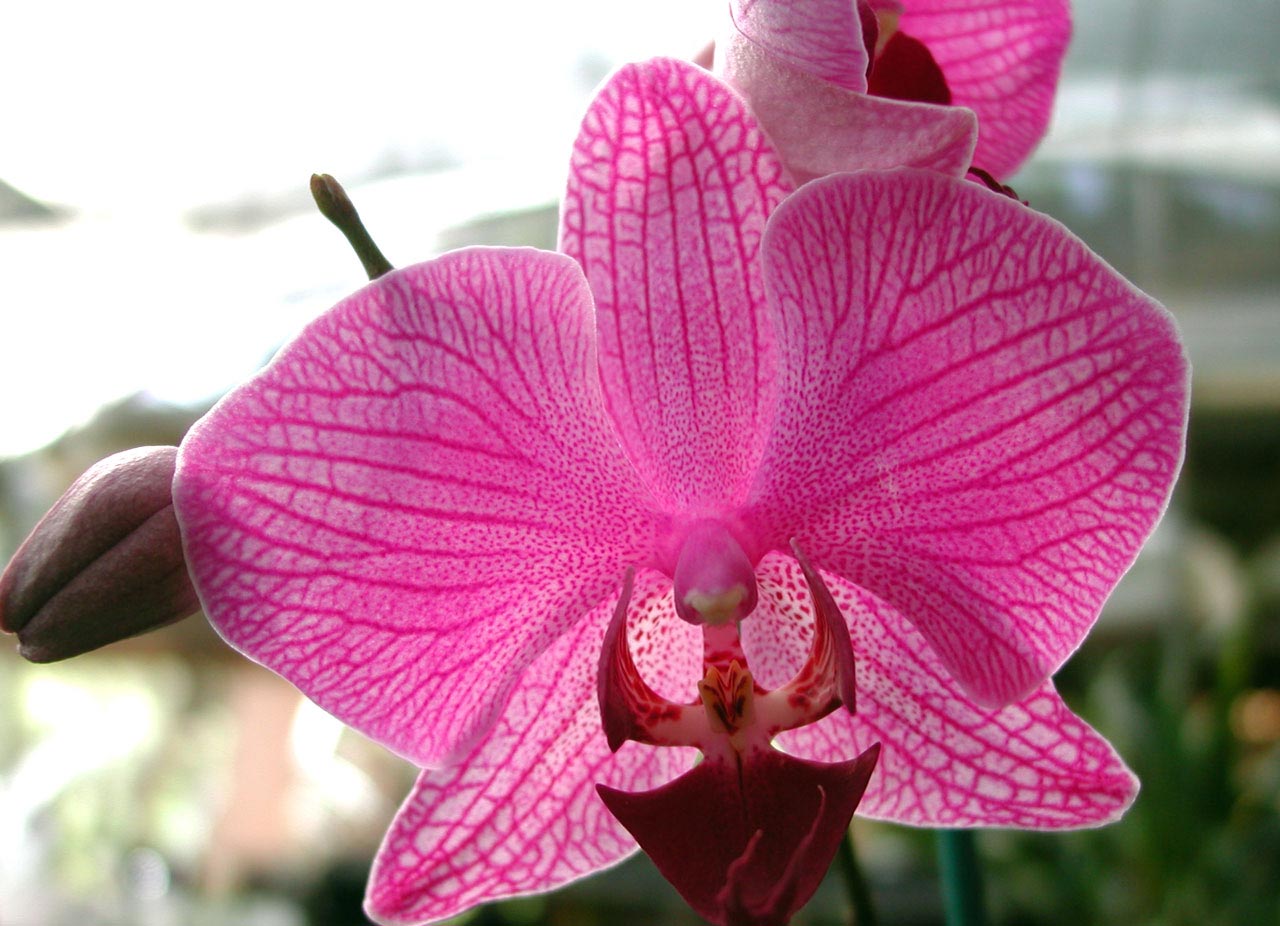 CONSEJOS Y TRUCOS PARA EL CUIDADO DE LA ORQUÍDEA