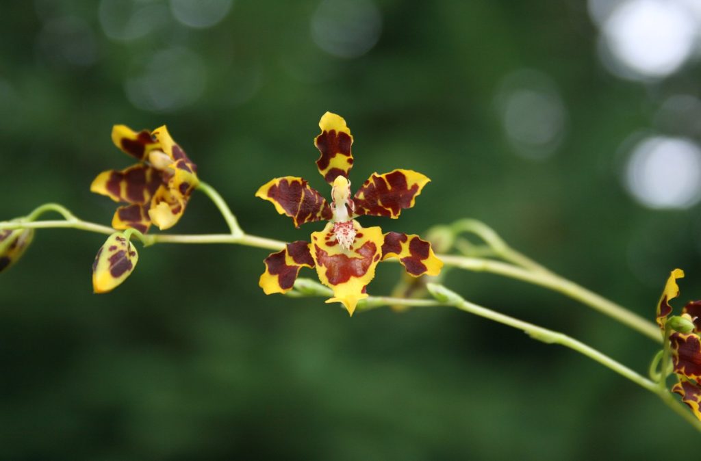 CONSEJOS Y TRUCOS PARA EL CUIDADO DE LA ORQUÍDEA