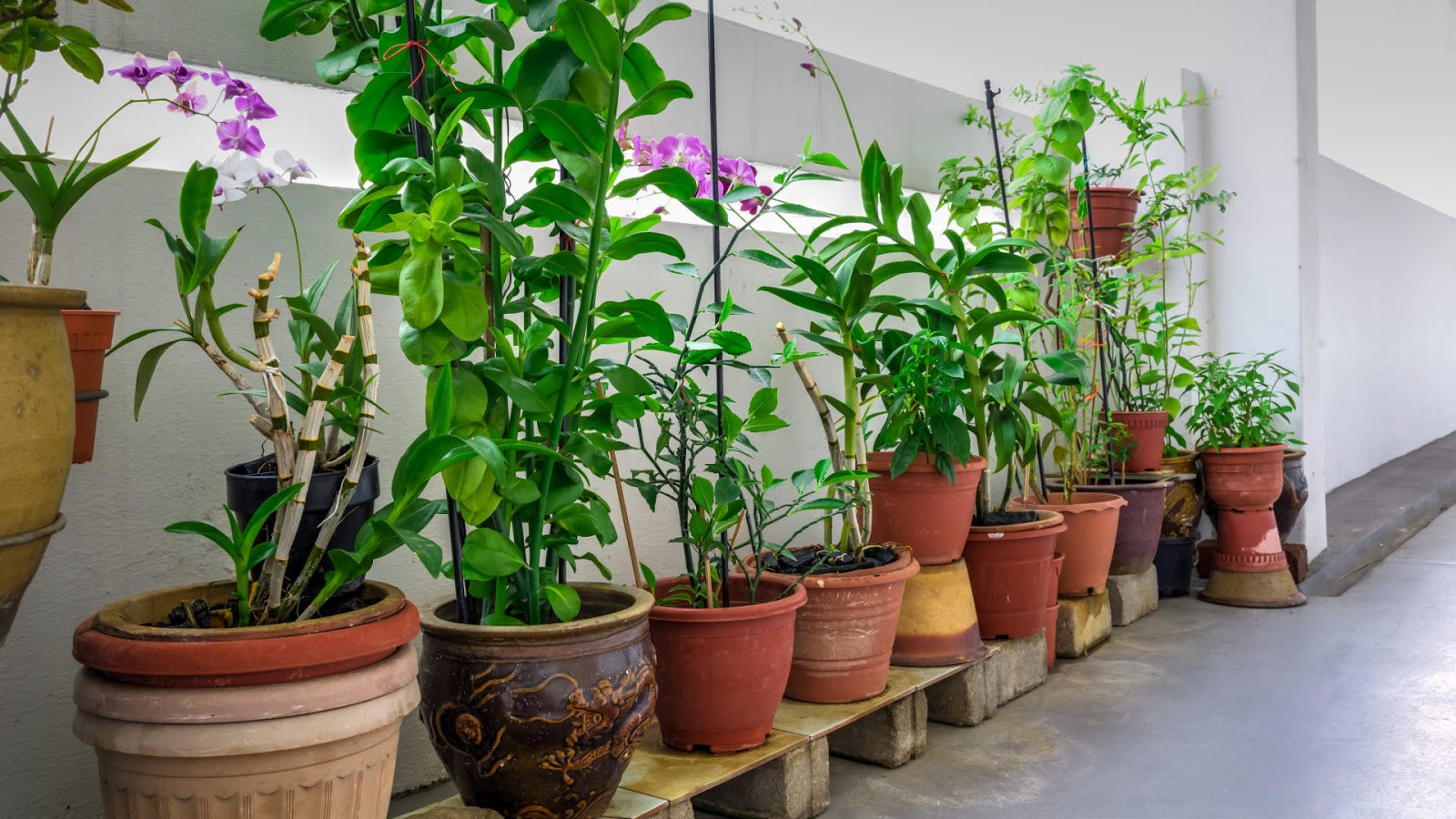 PLANTAS TERRESTRES: CARACTERÍSTICAS, TIPOS, Y MUCHO MÁS