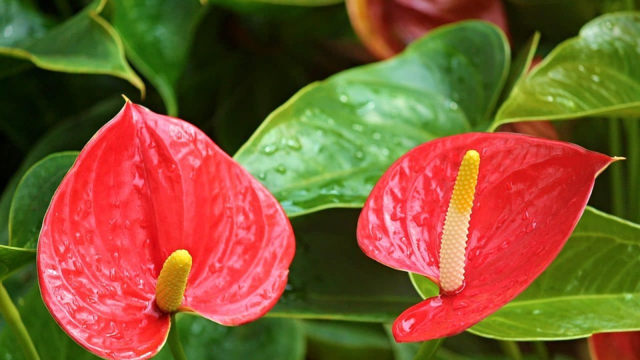 CONOCE LAS MÁS BELLAS PLANTAS DE INTERIOR CON FLOR , AQUÍ