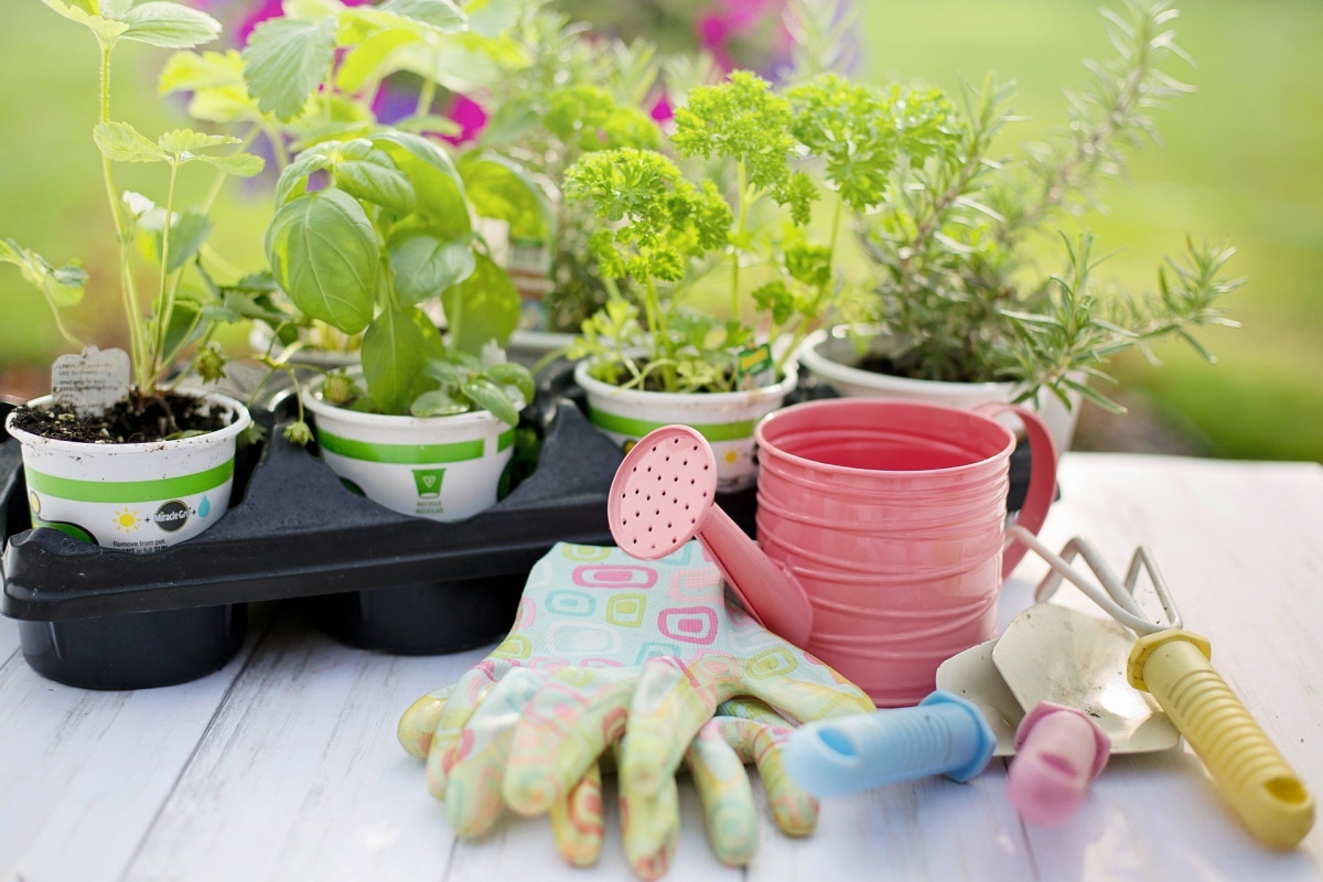 CONOCE LAS MÁS BELLAS PLANTAS DE INTERIOR CON FLOR , AQUÍ
