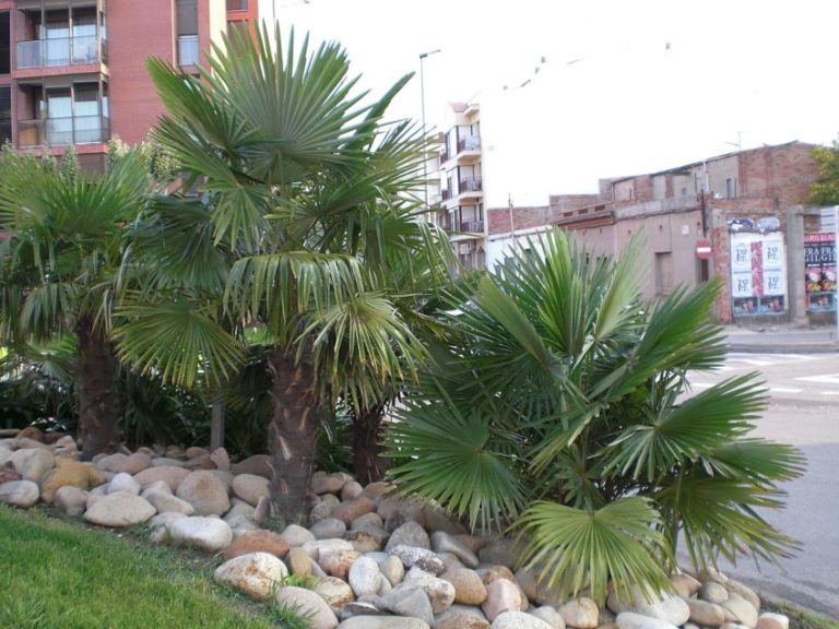 PALMERA TRACHYCARPUS FORTUNEI: PROPIEDADES Y CUIDADOS
