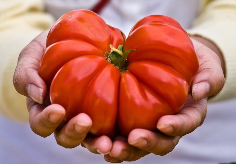 TIPOS, CLASES Y VARIEDADES DEL TOMATE O JITOMATE ROJO
