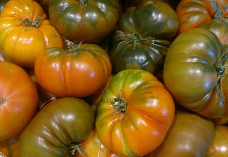 TIPOS, CLASES Y VARIEDADES DEL TOMATE O JITOMATE ROJO